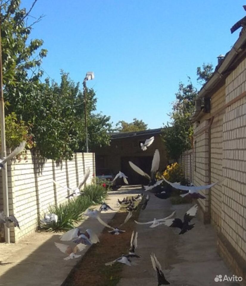 Продаются голуби