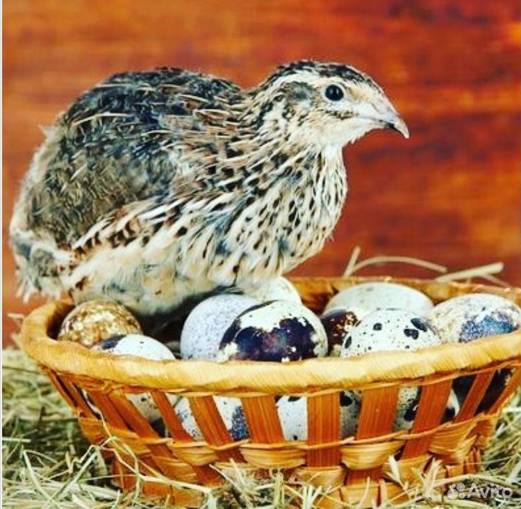 Яйцо инкубационное перепелов эстонцы