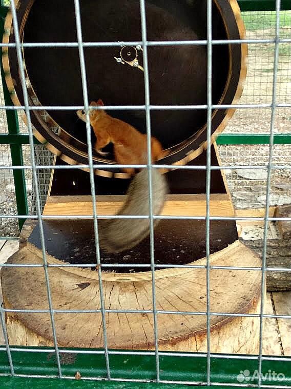 Белки бельчата