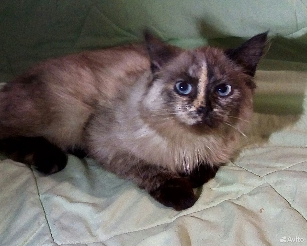 Невская красавица