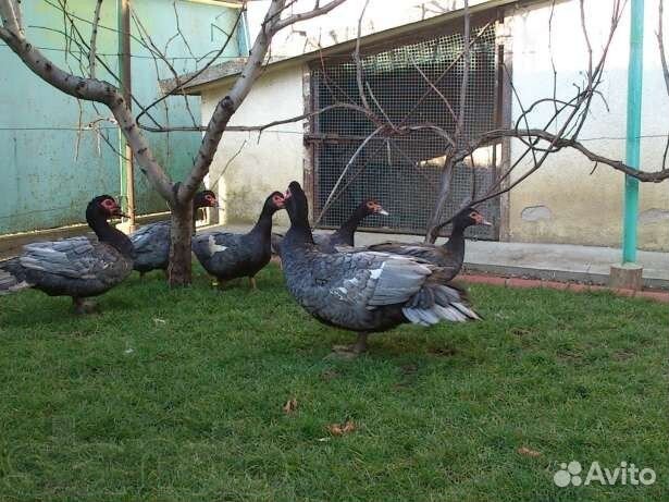 Породная птица-семья.Индоутки