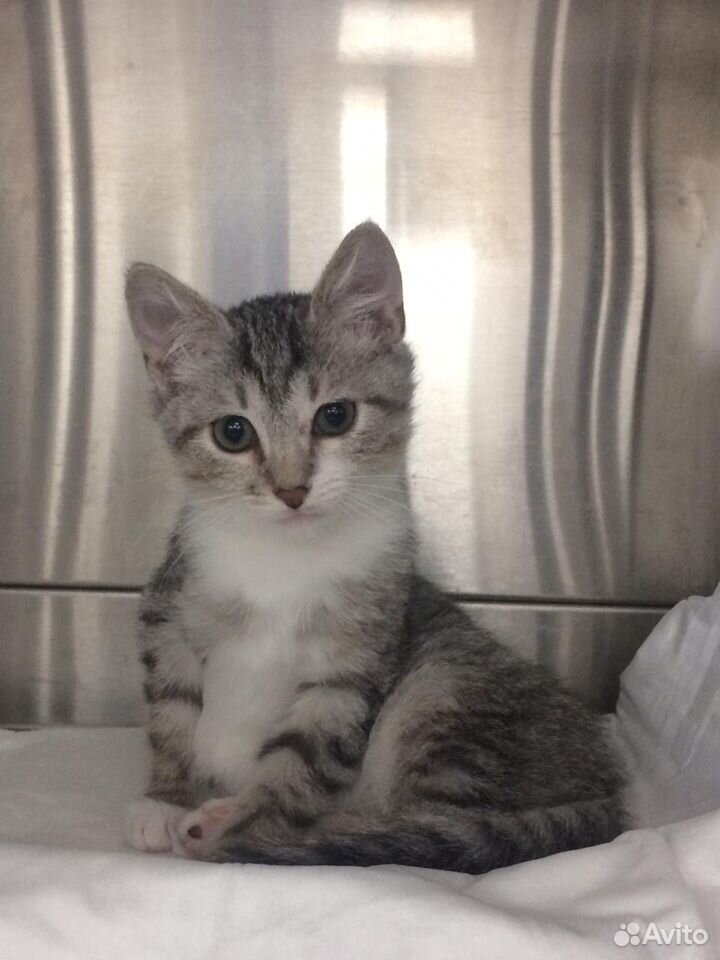 4 котёнка в дар хорошим мамам