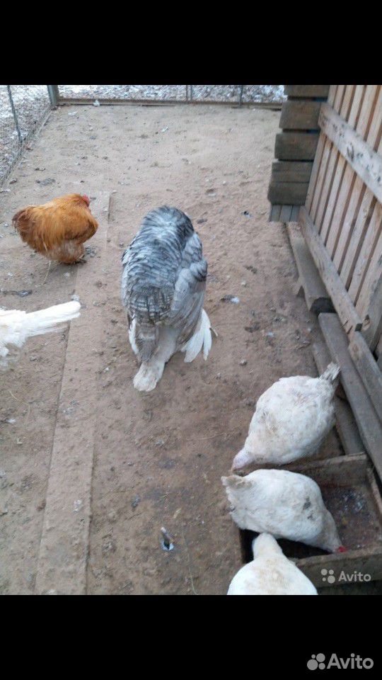 Индюки домашние