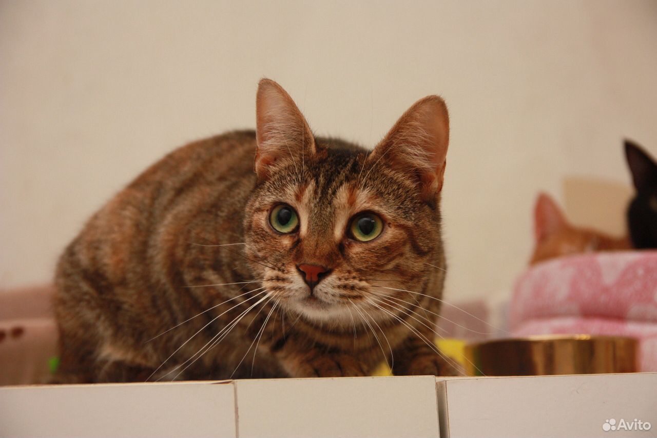 Кошечка Тигра