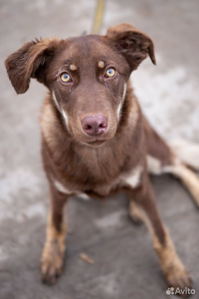Шоколадная девочка ищет семью