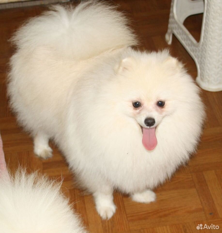 Мальчик шпиц 9 мес