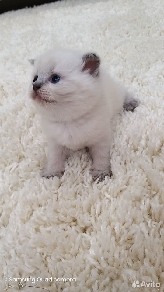 Шотландские плюшевые котята