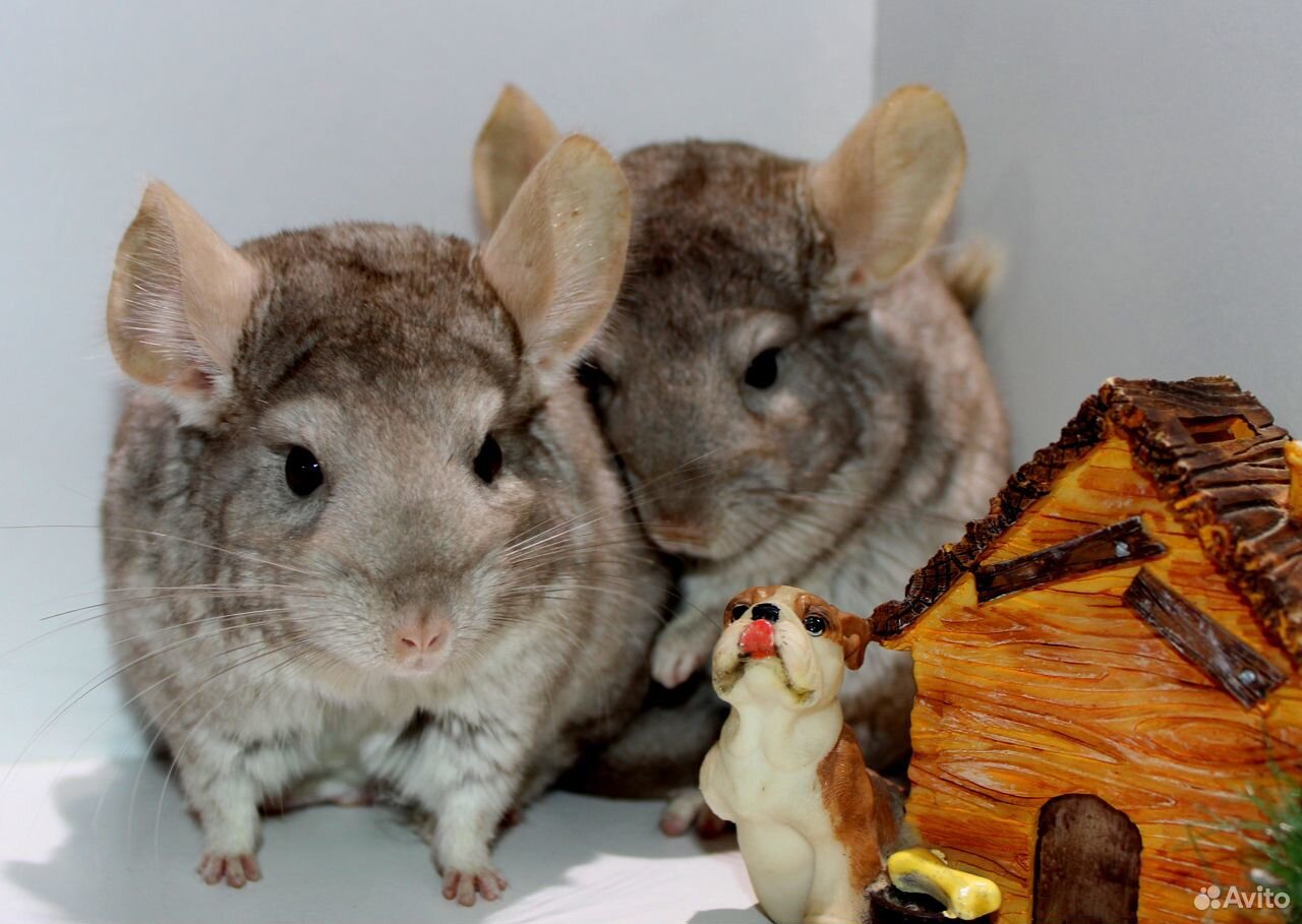 Шиншиллы пара девочек сестричек окраса Пастель