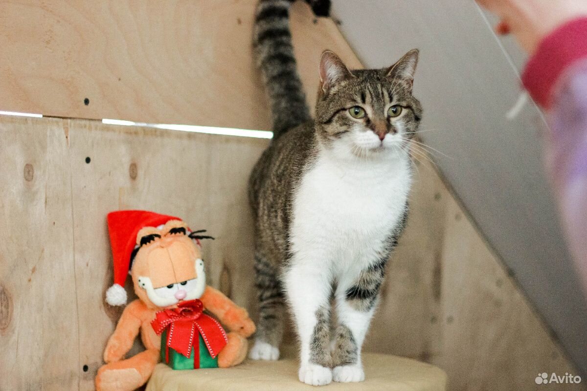 Кот ищет дом