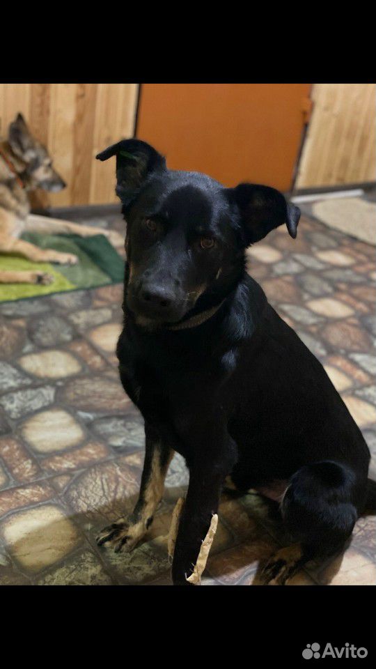 Билли ищет дом