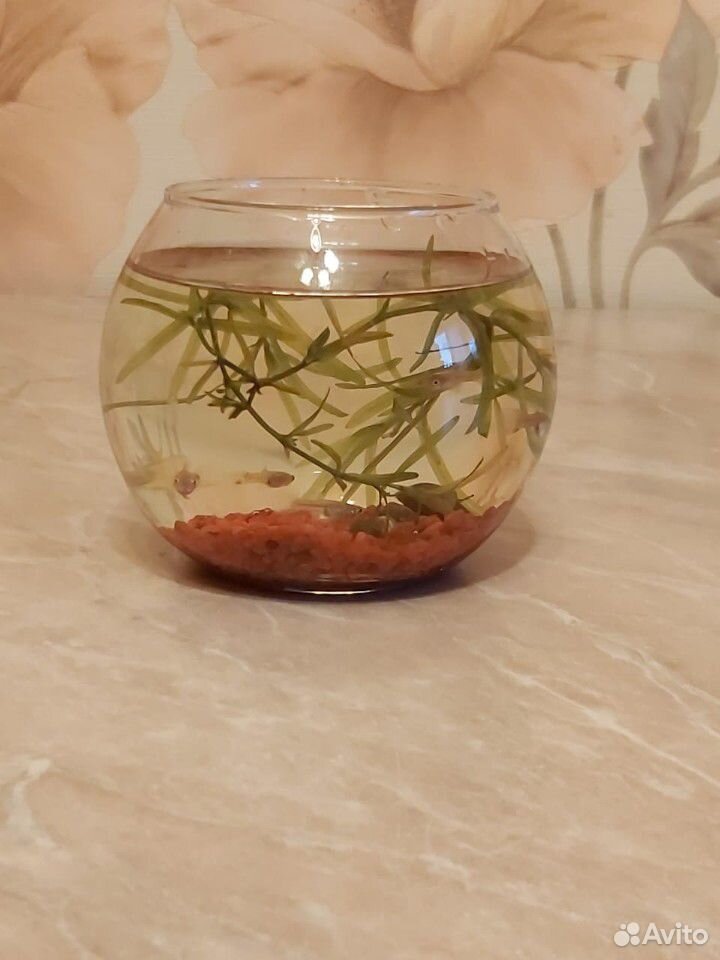 Комплект ваза с рыбками