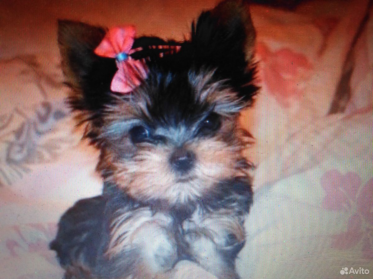 Йоркширский терьер