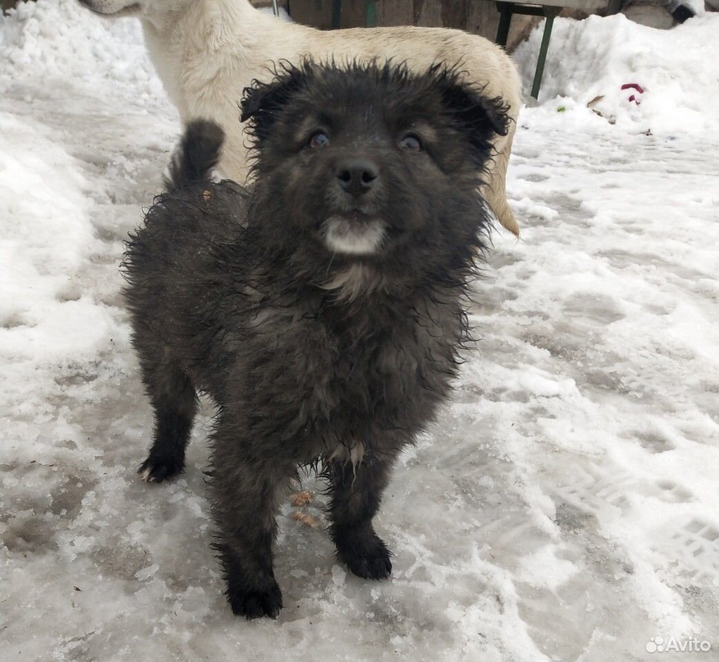 Щенок