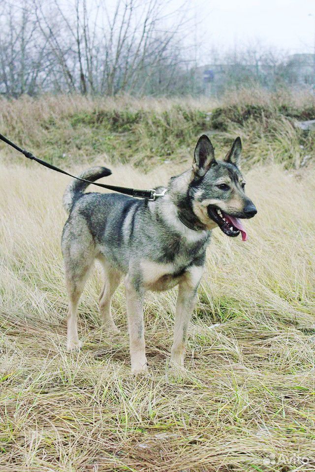 Овчаристый пёс в дар