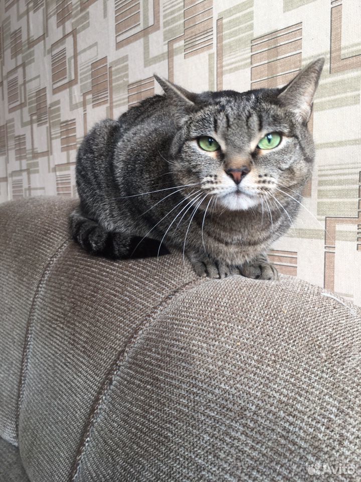 Кошка Лаура в добрые руки