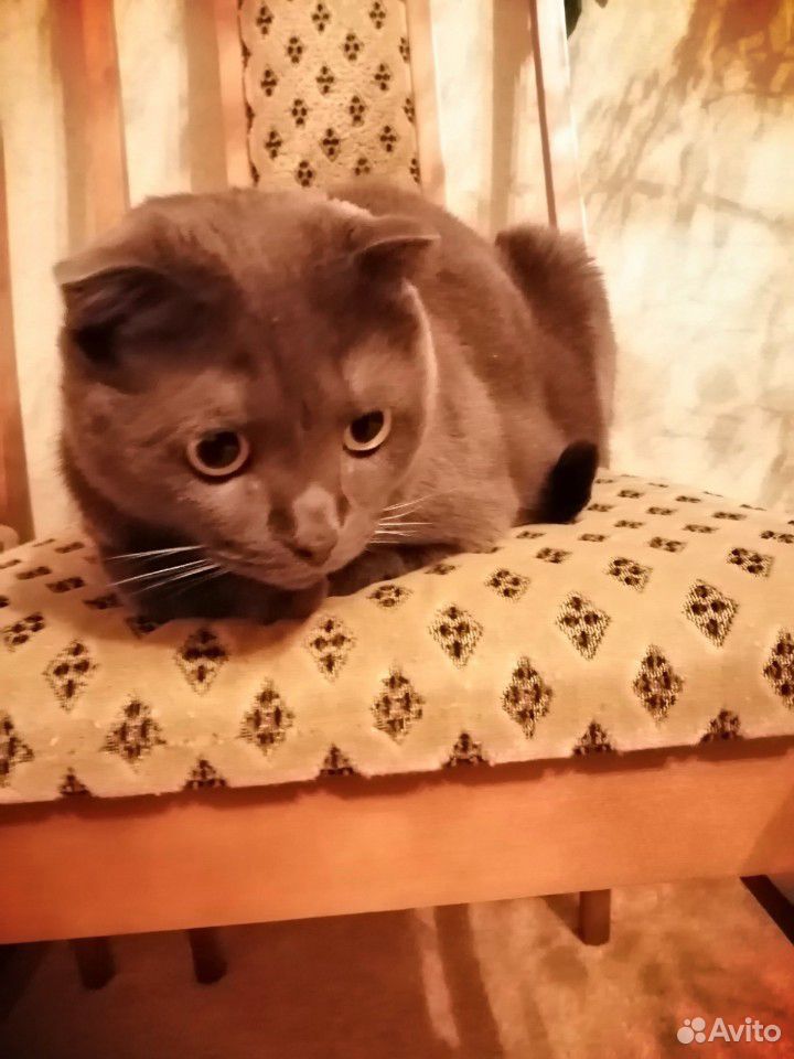 Отдам кота в добрые руки