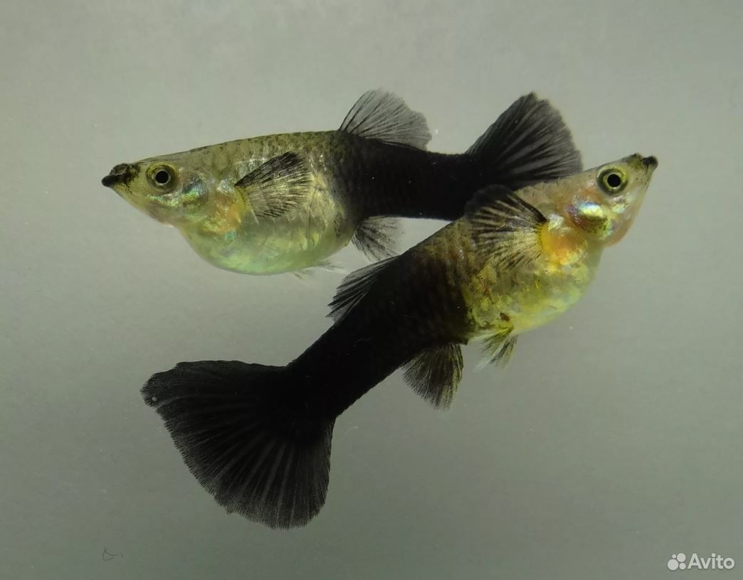 Гуппи Черный монах самки