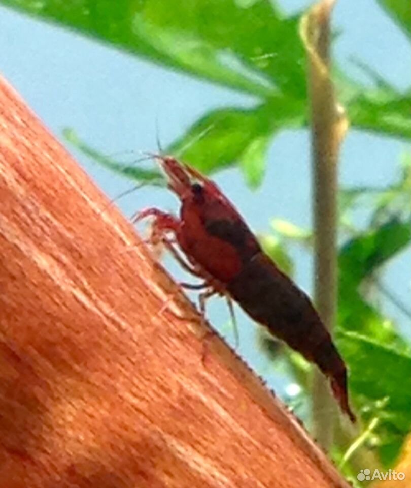 Креветки аквариумные ярко-красные red cherry и про