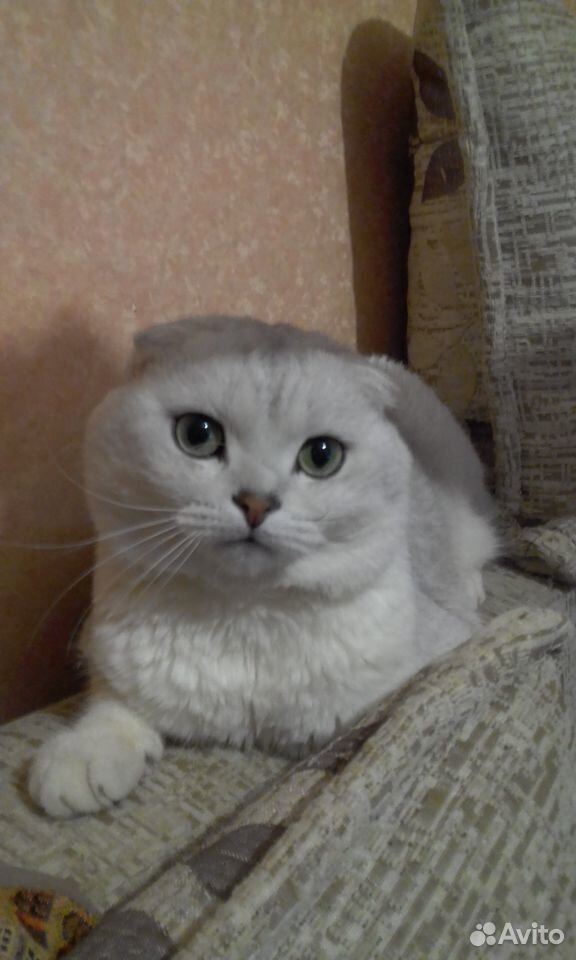 Вязка с вислоухим котиком