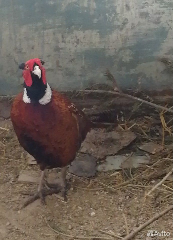 Фазаны