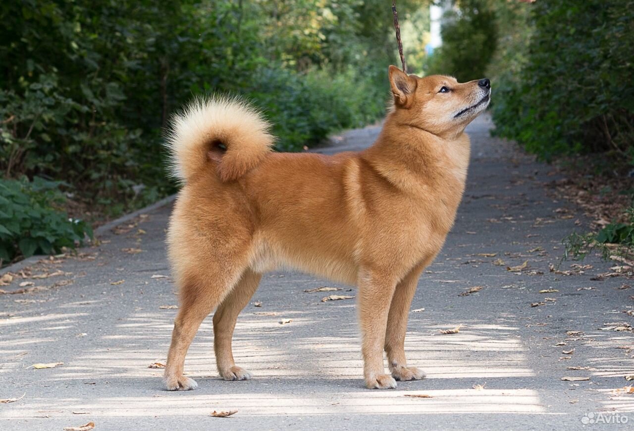 Щенки карело-финской лайки