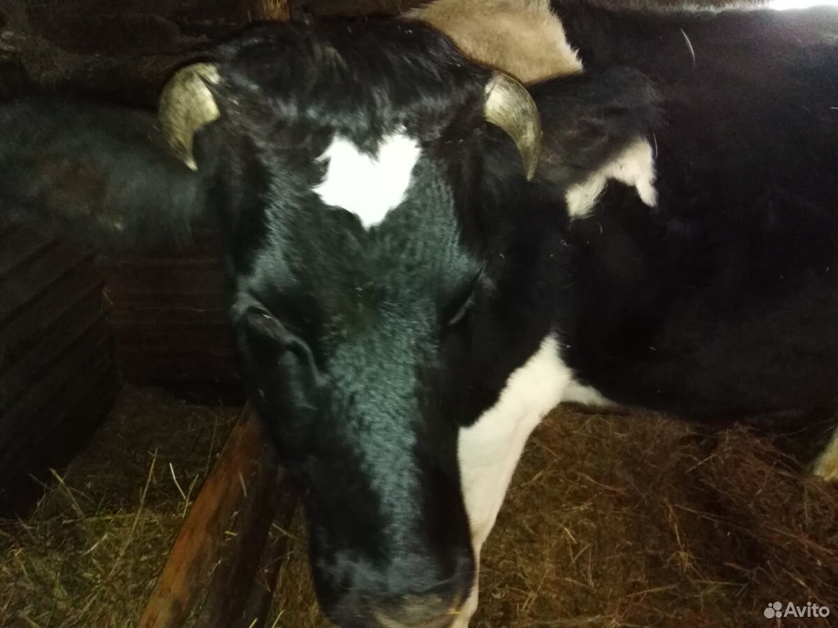 Корова стельная