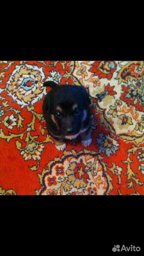 Митис щенок