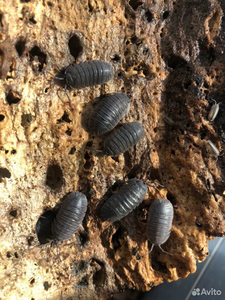 Мокрицы Armadillidium frontirostre