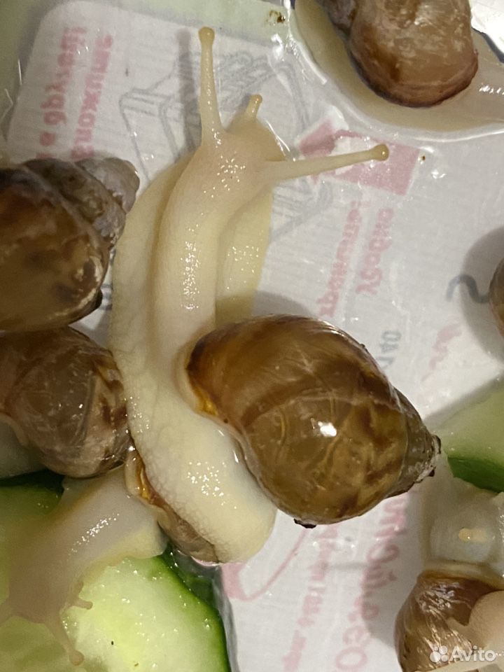 Отдам ахатинских улиток