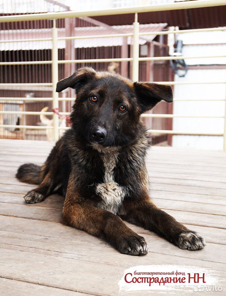 Собака в добрые руки