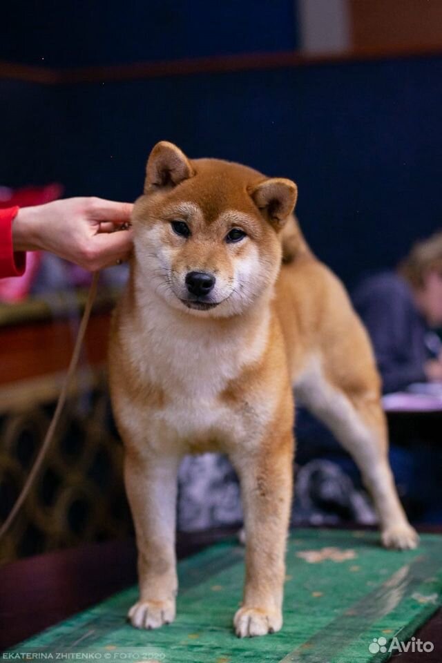 Сиба ину шиба ину