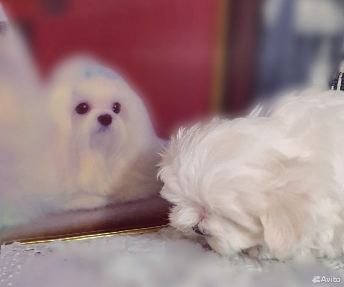 Щенки мальтезе от шикарных родителей