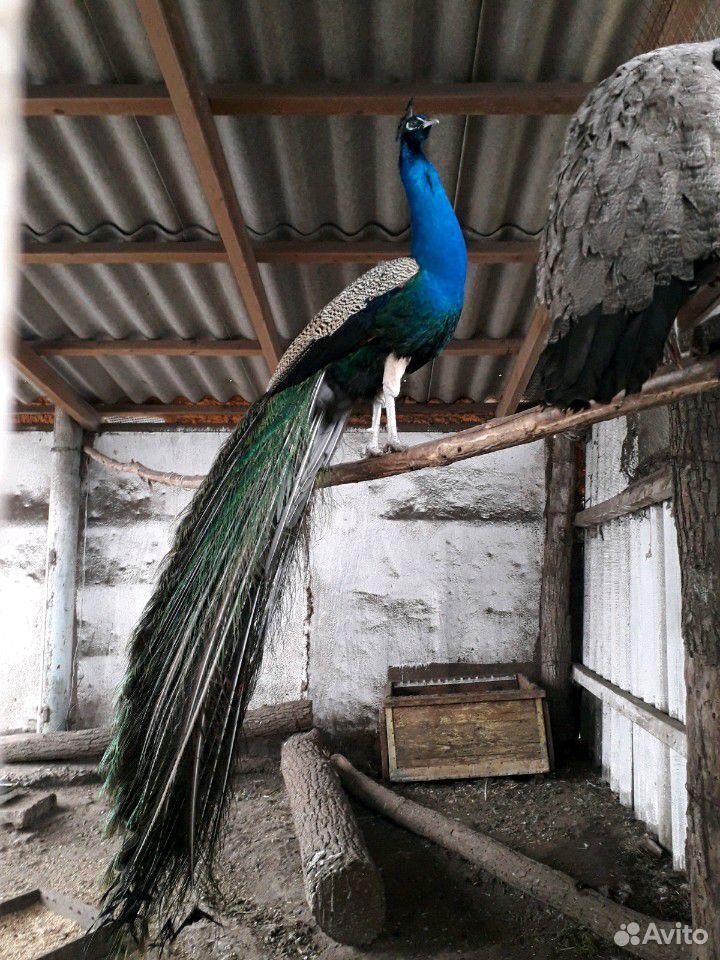 Семья павлинов,самец и две самки