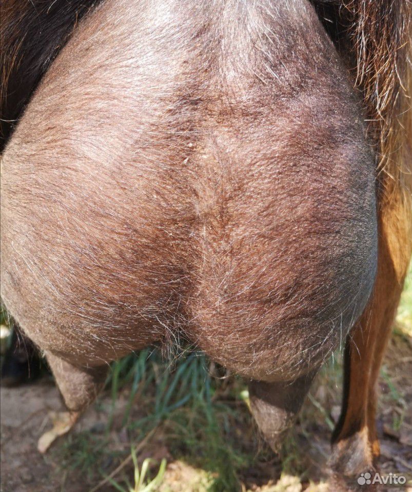 Чешская бурая коза