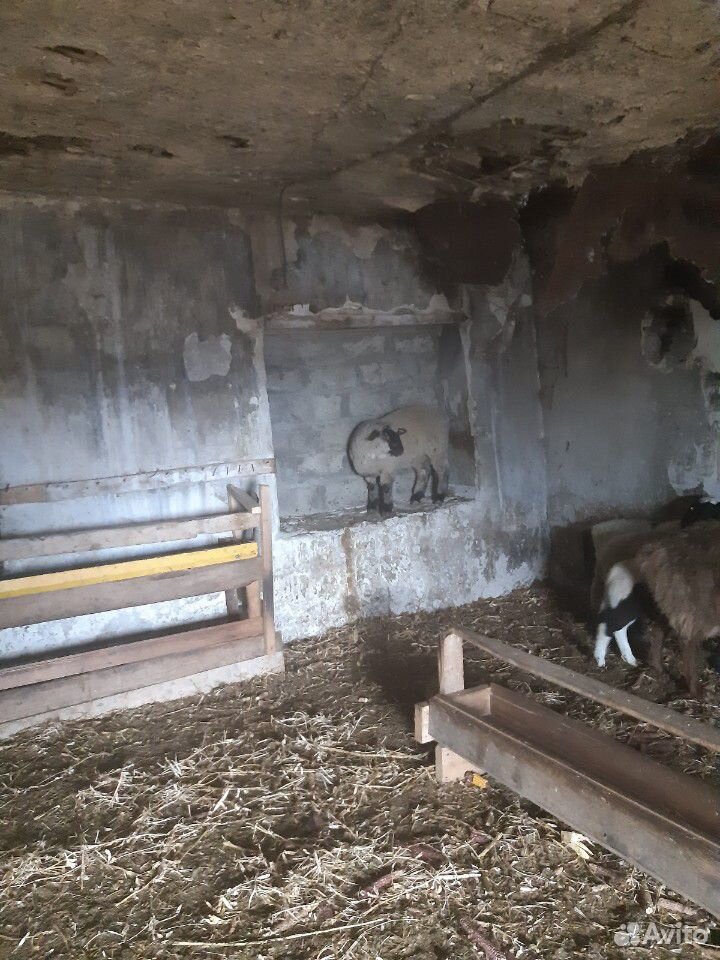 Племенные баранчики пароды Суфолак бретанская паро