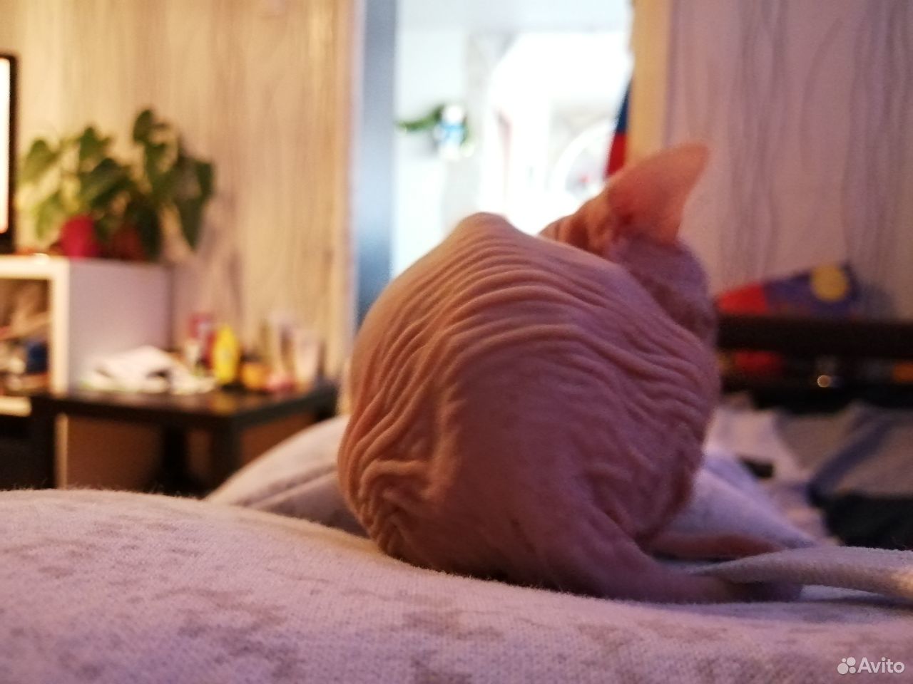 Донской сфинкс