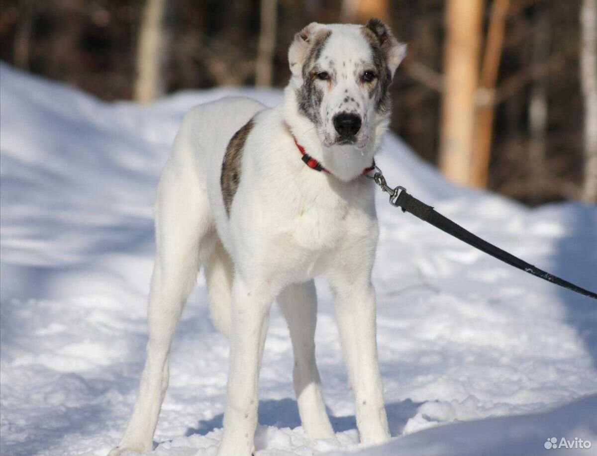 Подрощенная девочка Среднеазиатской овчарки
