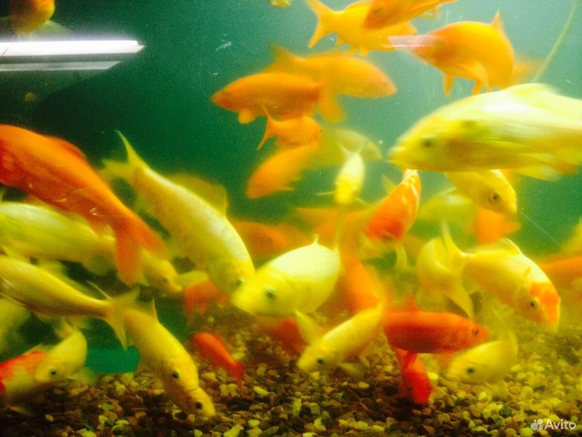 Японские карпы кои