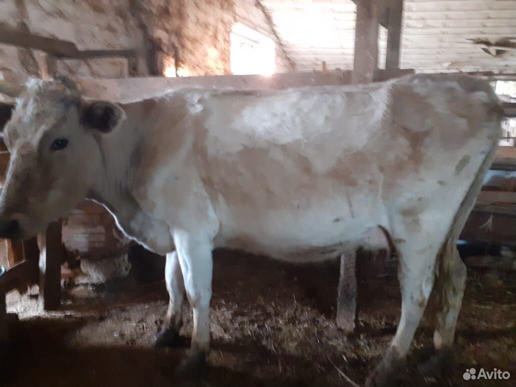 Продается дойная первотелка.60 тыс