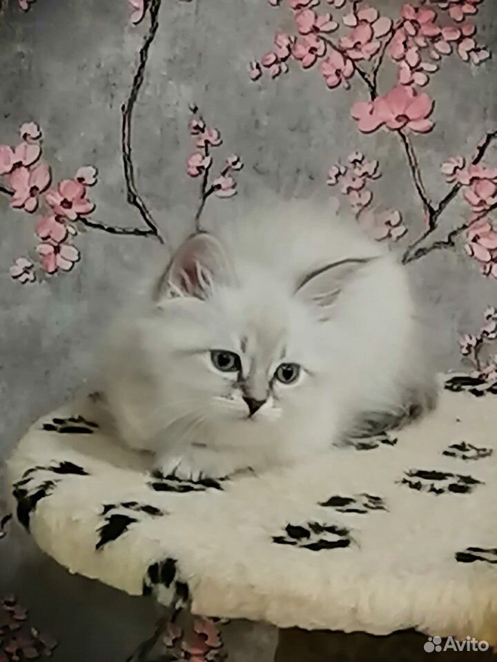 Невские Маскарадные котята