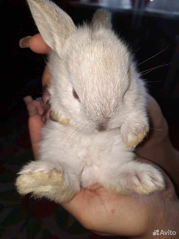 Кролик