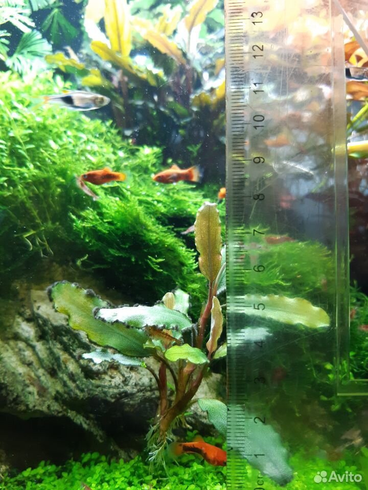 Буцефаландра Кедаганг