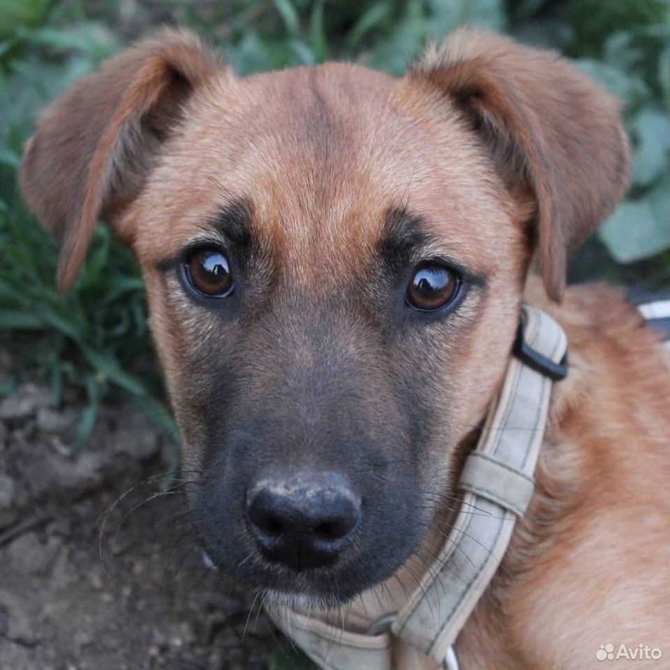 Щенок в хорошие руки