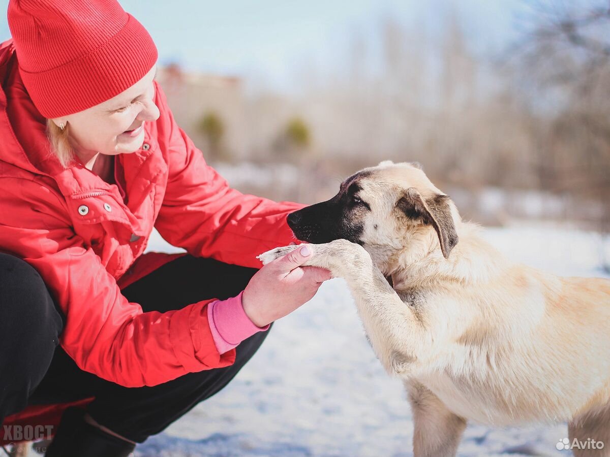 Щенок Пулька, 4 мес, в частный дом