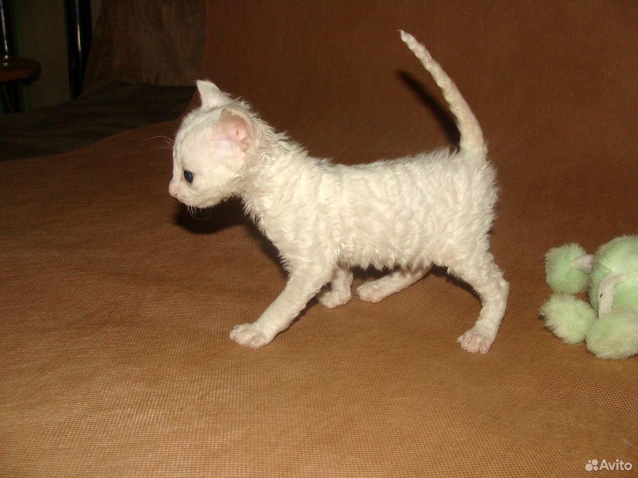 Согреет душу уральский рекс