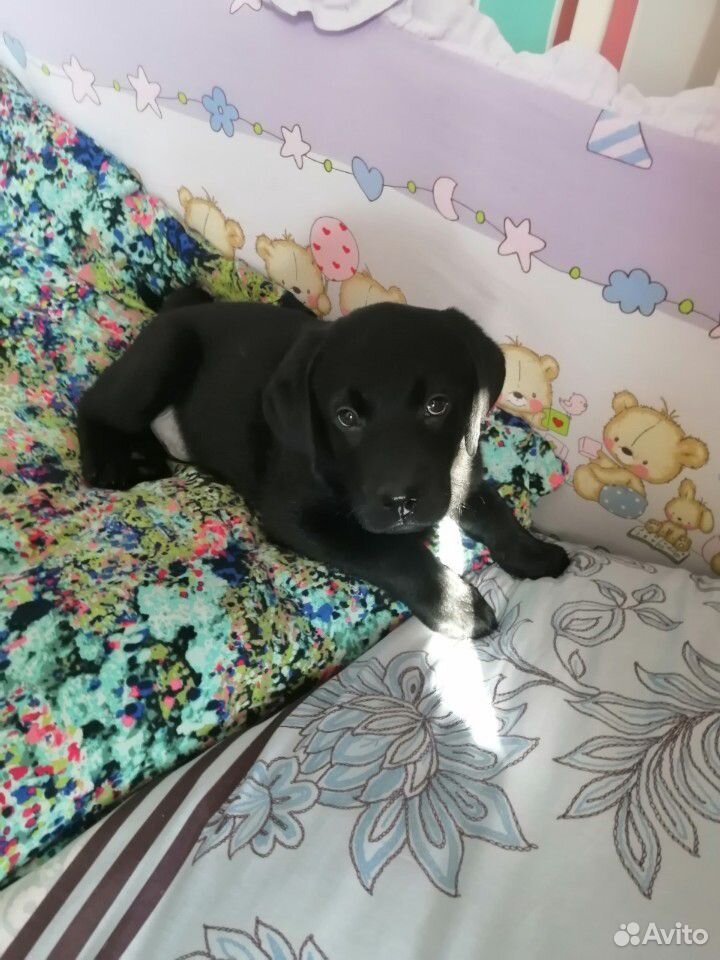 Щенок лабрадора