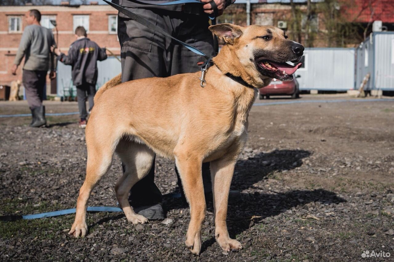 Собака в добрые руки