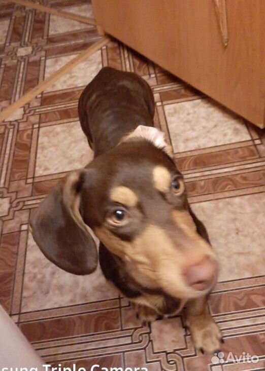 Мальчик такса ищет ответственного хозяина