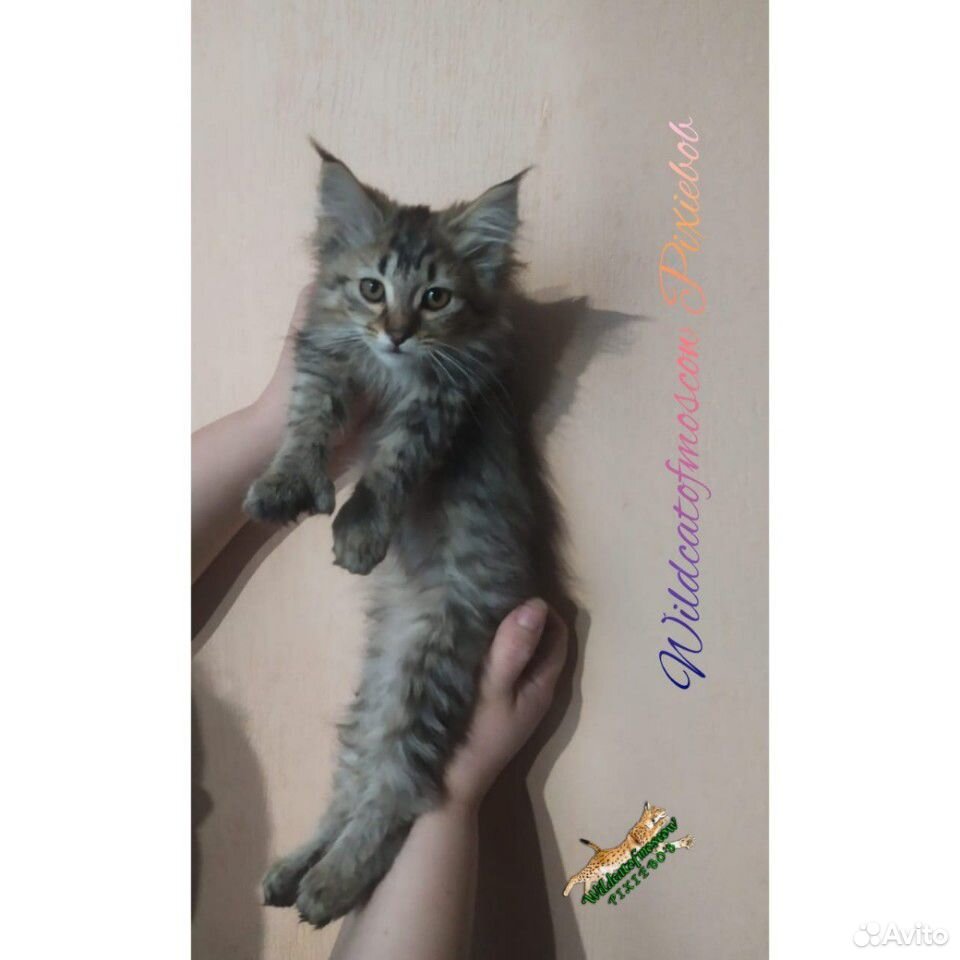 Котята пиксибоб
