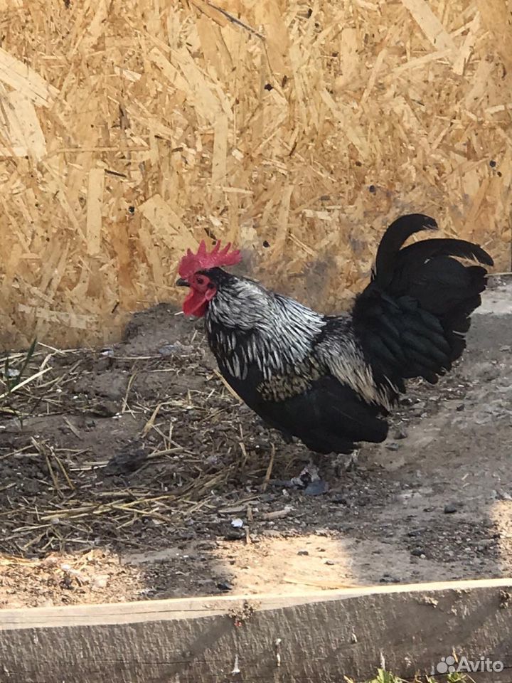 Петушок декоративный